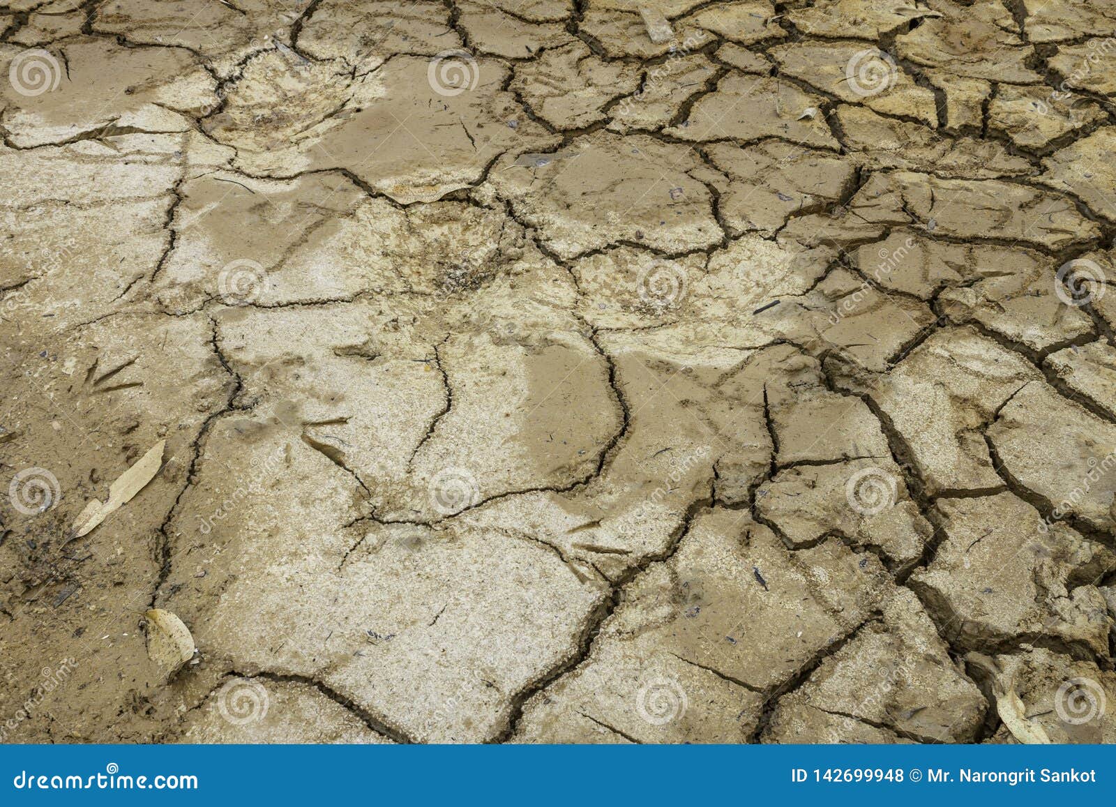 Cracked soil stock photo. Image of environmental, arid - 142699948
