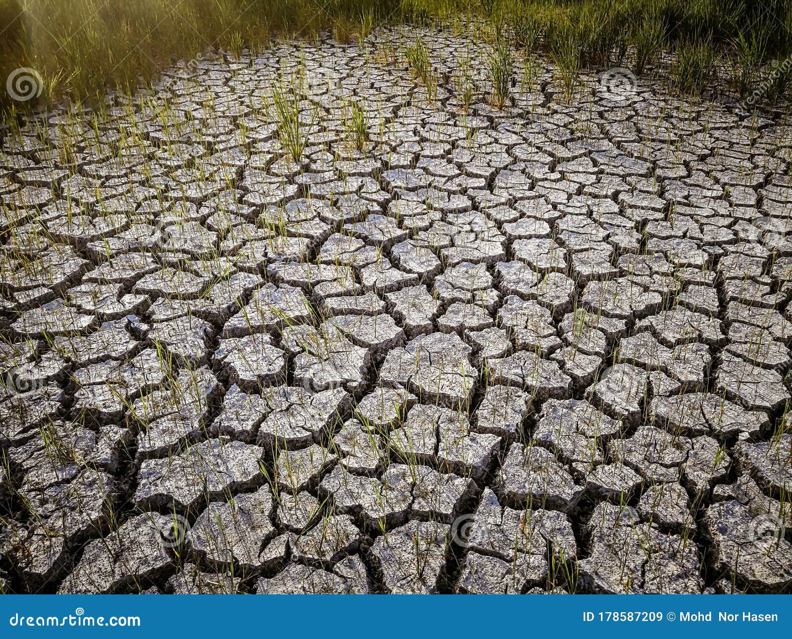 Dried Paddy Field, Rice Royalty-Free Stock Image | CartoonDealer.com ...