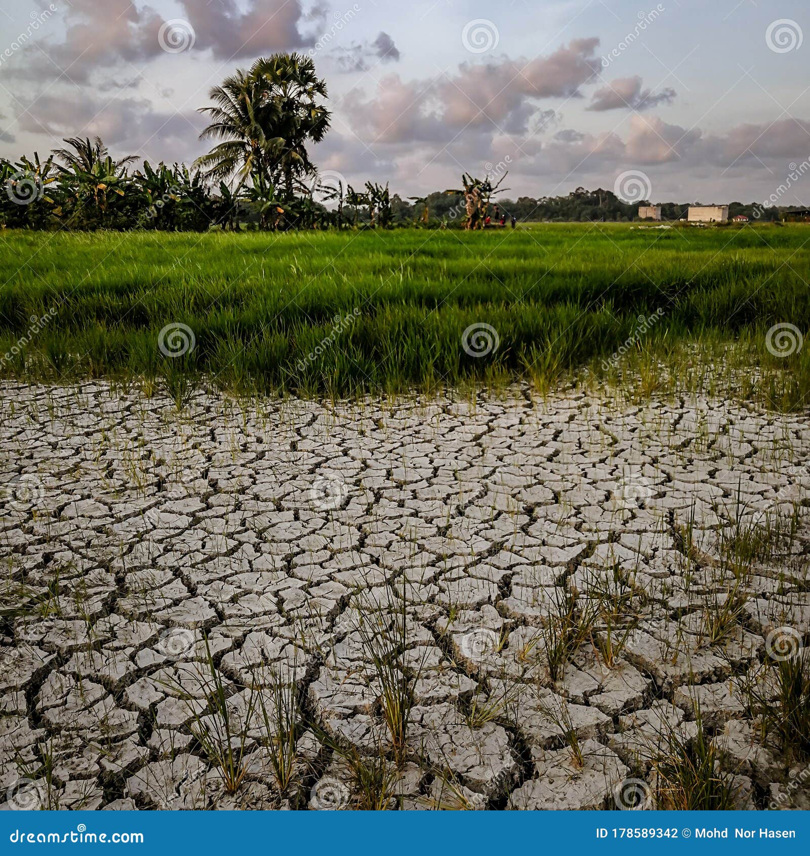 Dried Paddy Field, Rice Royalty-Free Stock Image | CartoonDealer.com ...