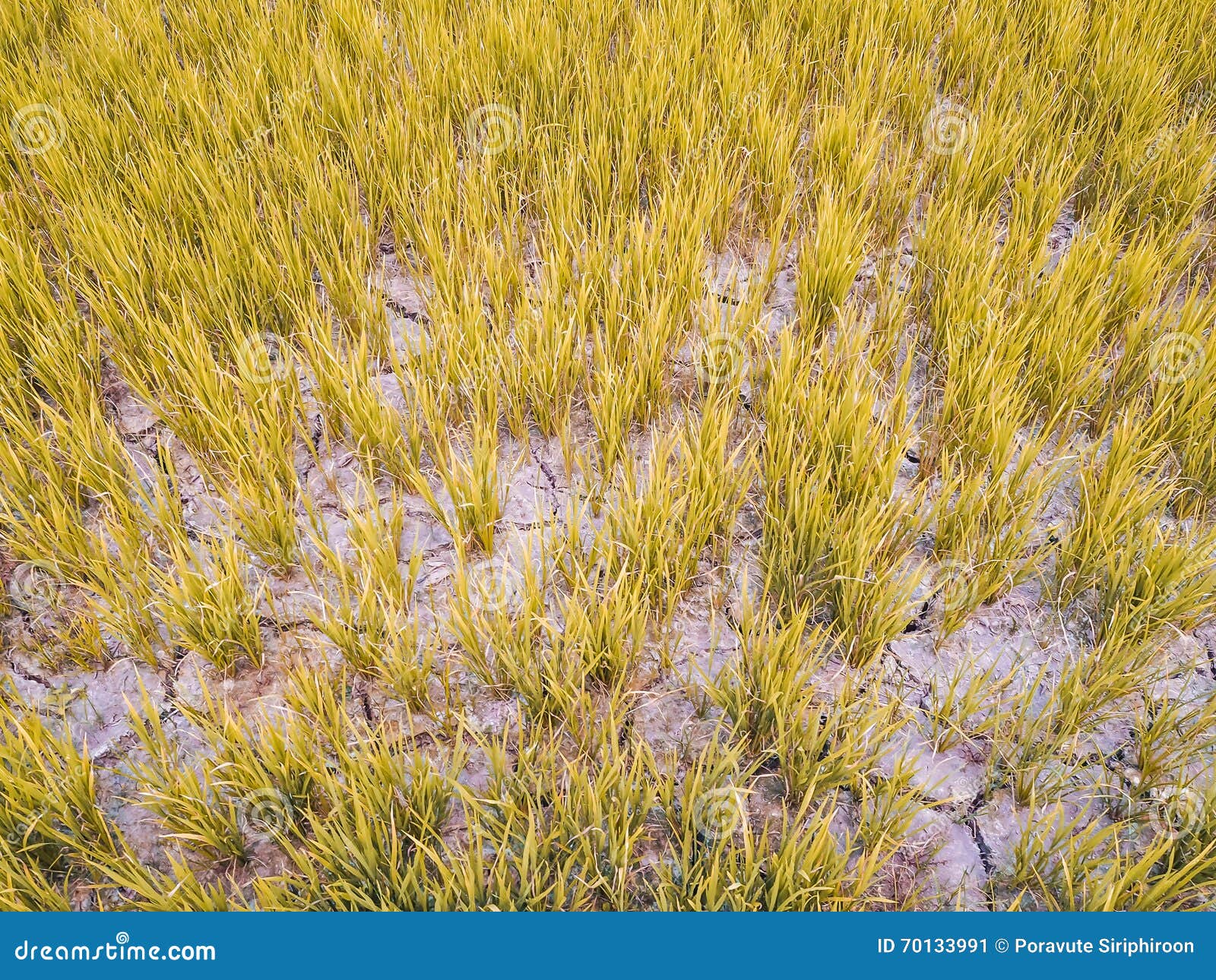 Cracked Soil in a Dried Paddy Field. Cause by Global Warming Stock ...