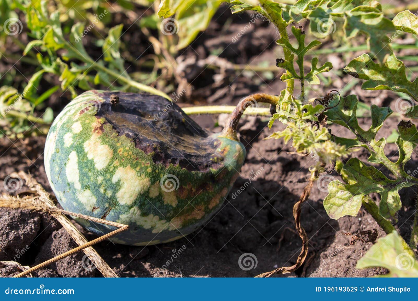 Cracked Spoiled Watermelon on the Ground Stock Image - Image of ...