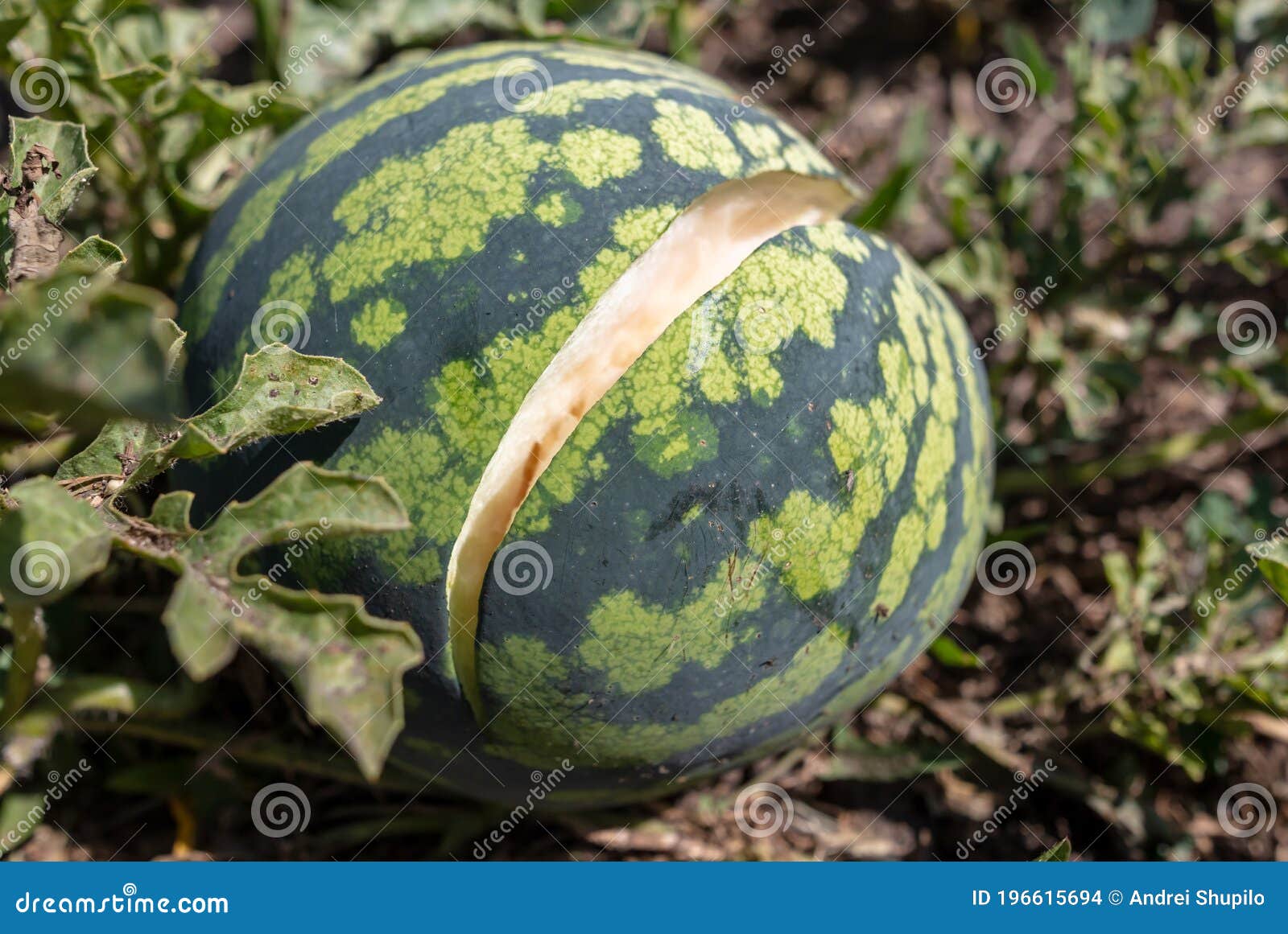 Cracked Spoiled Watermelon on the Ground Stock Photo - Image of fall ...