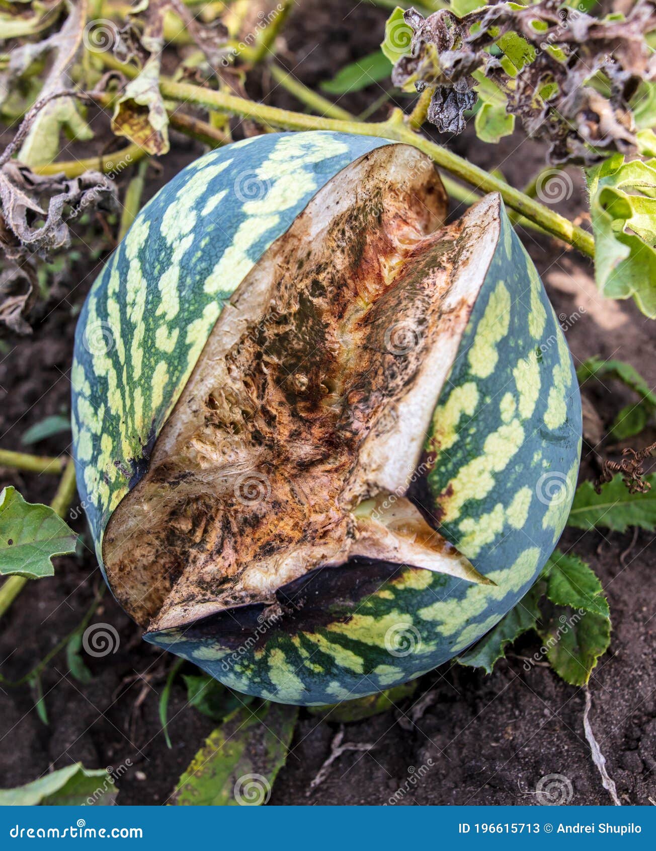Cracked Spoiled Watermelon on the Ground Stock Image - Image of fruit ...