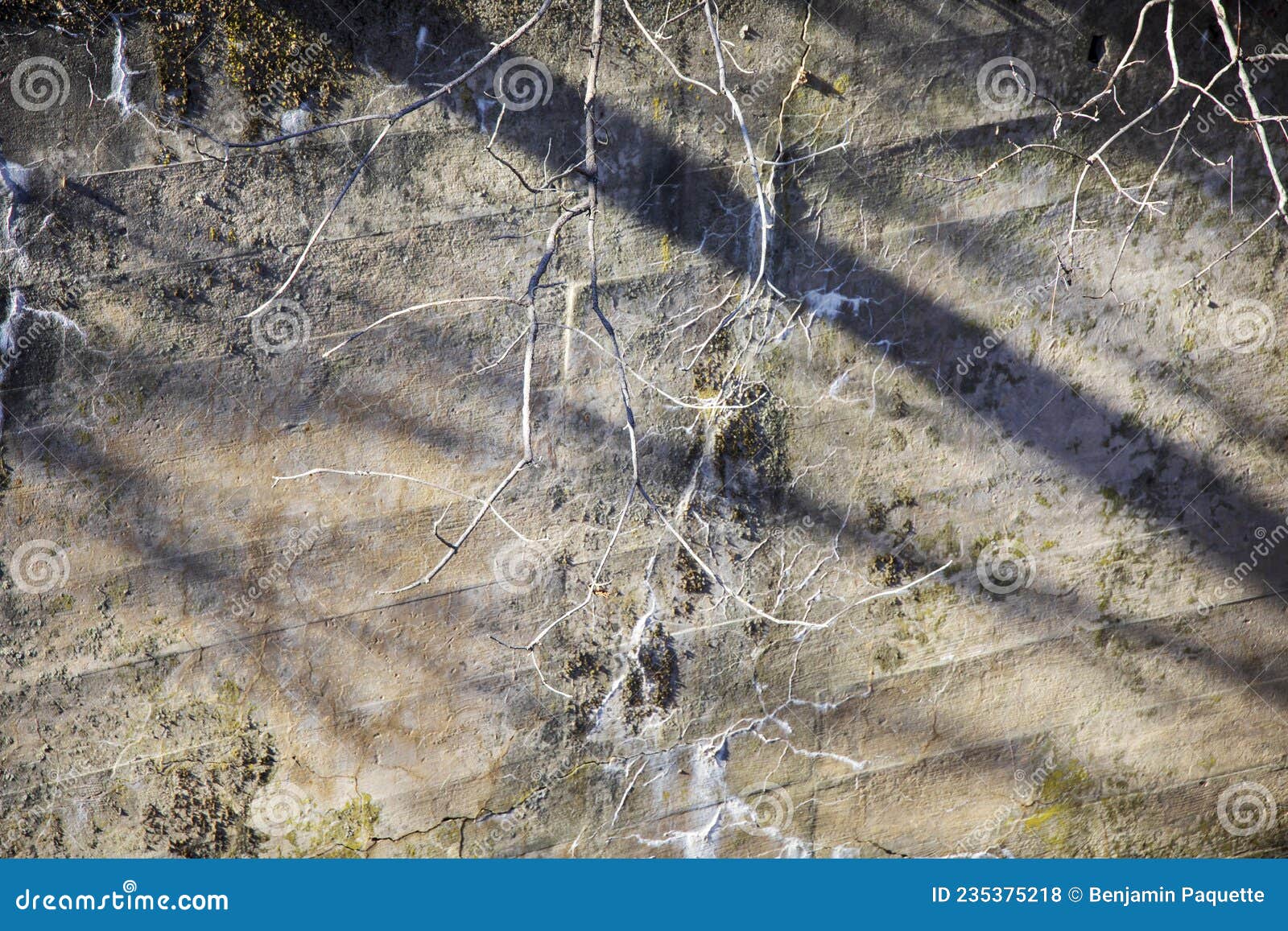 Cracked Stone Wall with Moss and Tree Branches Stock Photo - Image of ...