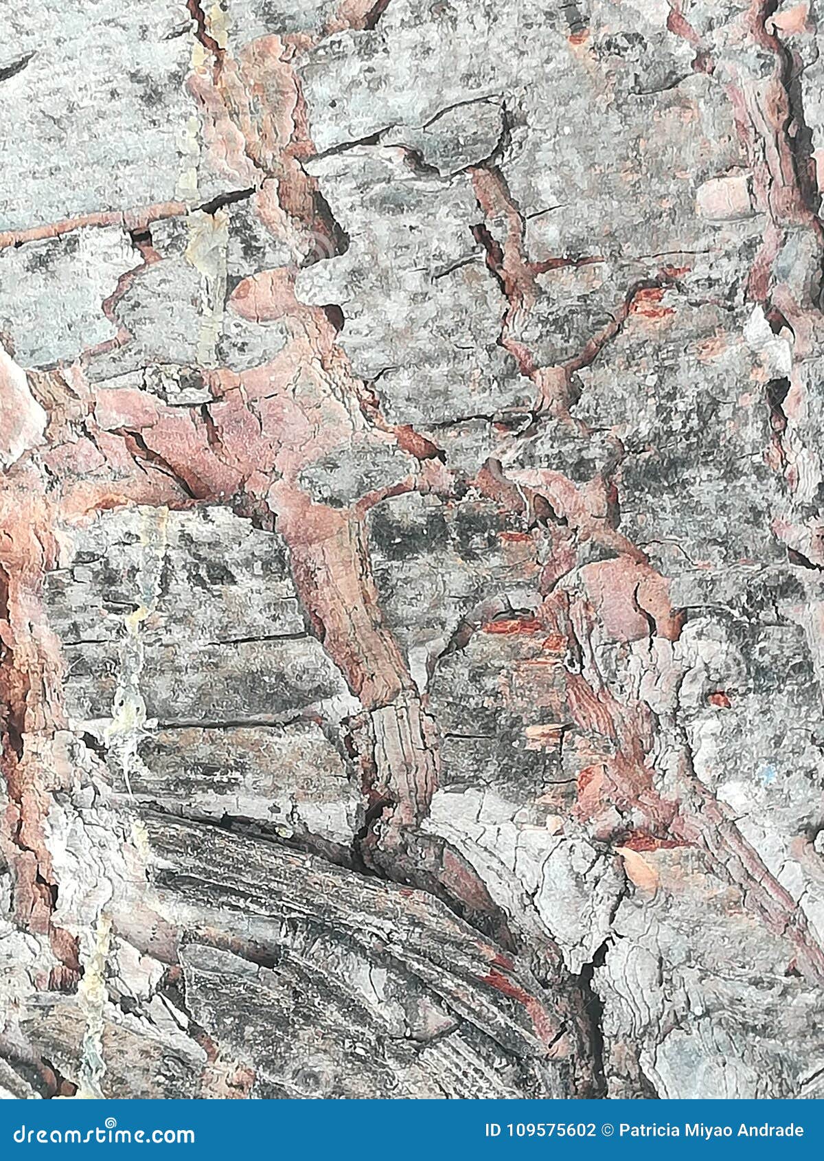 Tree log texture stock photo. Image of pine, cracked - 109575602