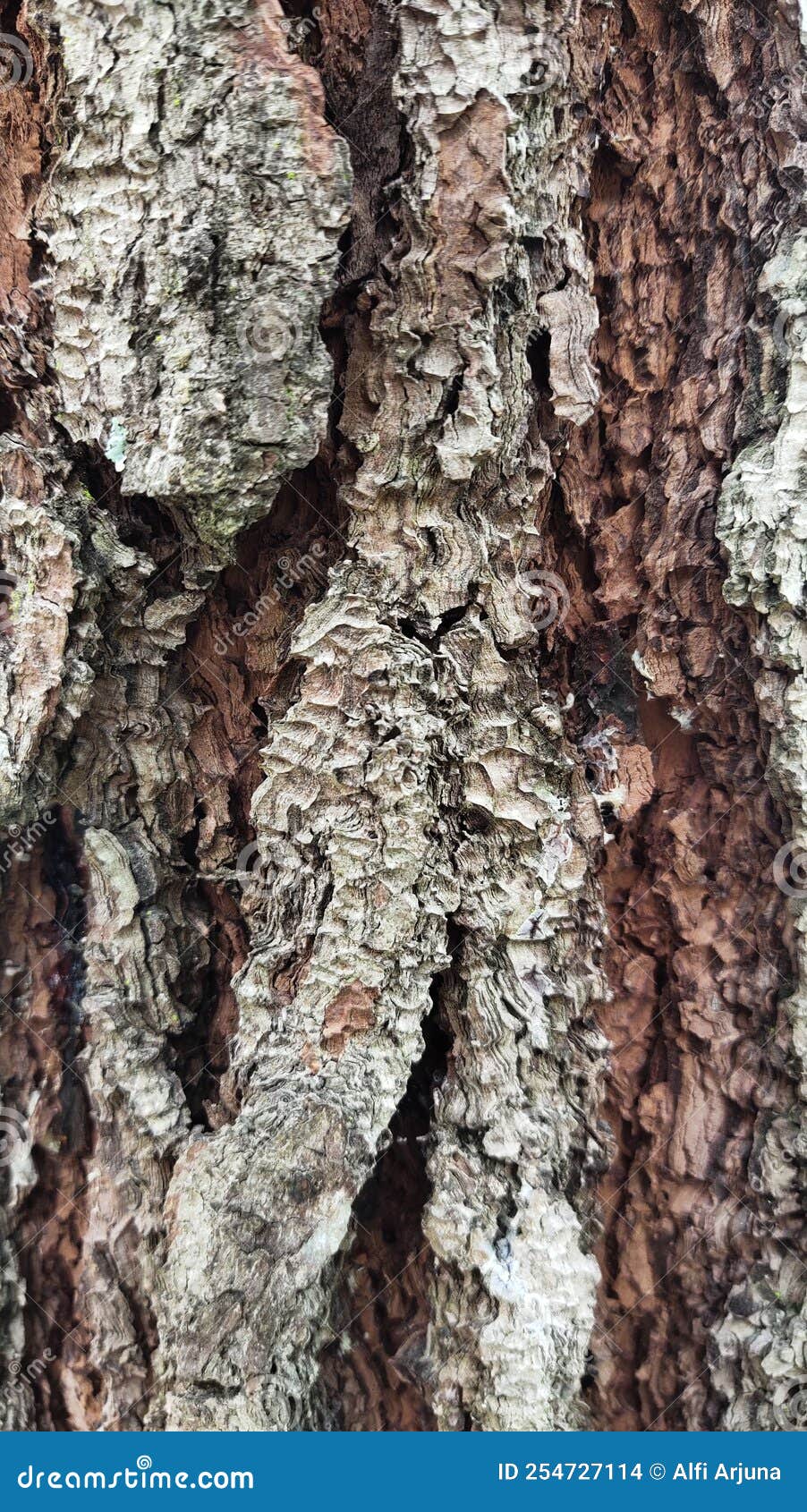 Cracked tree bark stock photo. Image of cracked, terrain - 254727114