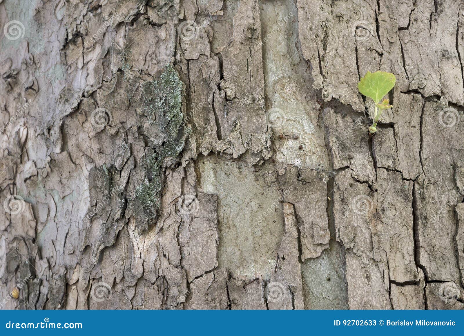 Cracked tree bark with stock image. Image of color, abstract - 92702633