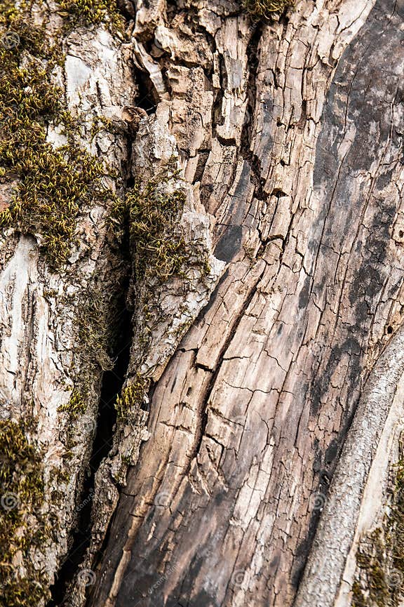 Cracked Tree Bark. Nature Park and Wild Stock Photo - Image of climate ...