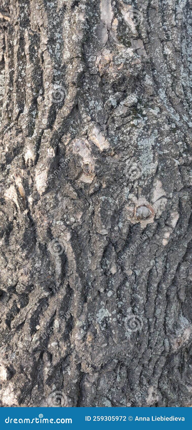 Cracked Tree Bark, an Old Tree Stock Photo - Image of growth, stump ...