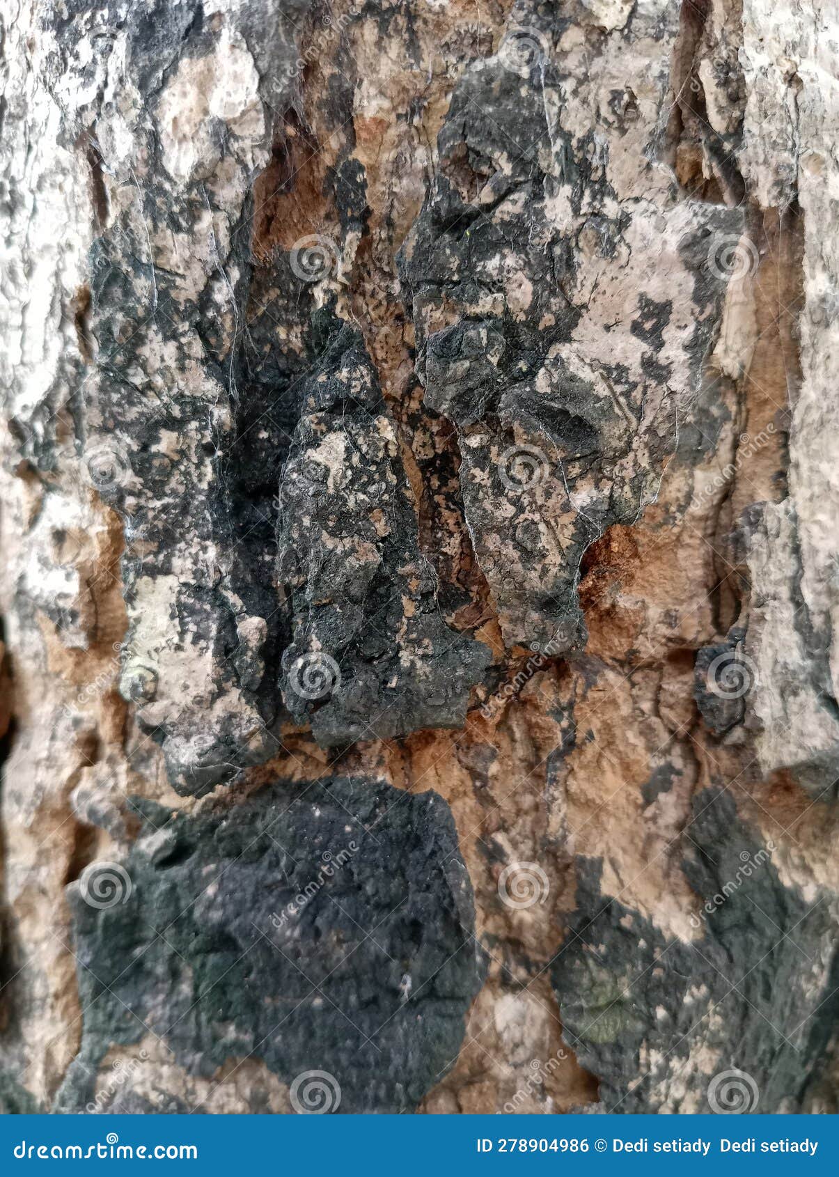 Cracked Tree Bark Texture on Abstract Background Stock Photo - Image of ...