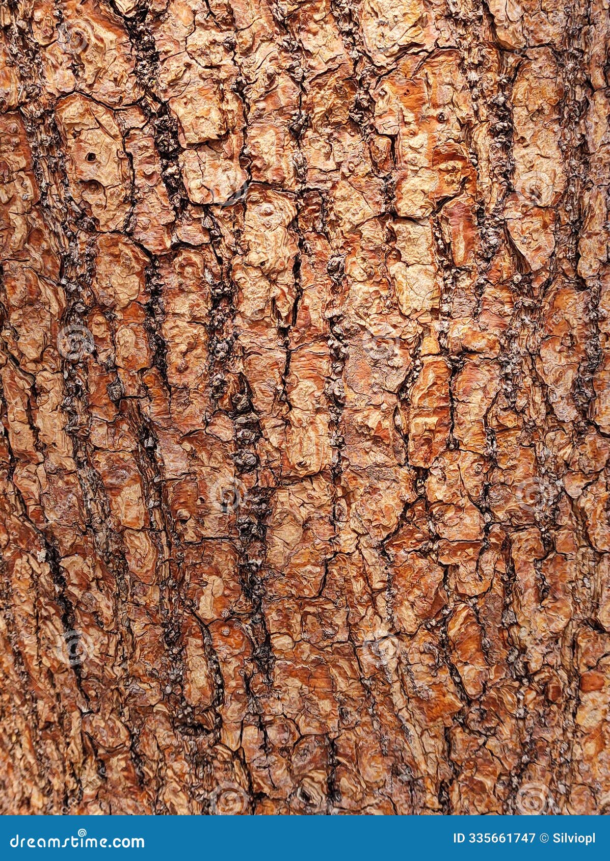 Cracked Tree Bark Texture. Background. Stock Image - Image of aged ...