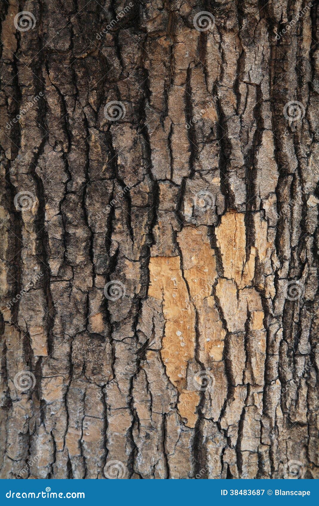 Cracked tree bark texture stock image. Image of antique - 38483687
