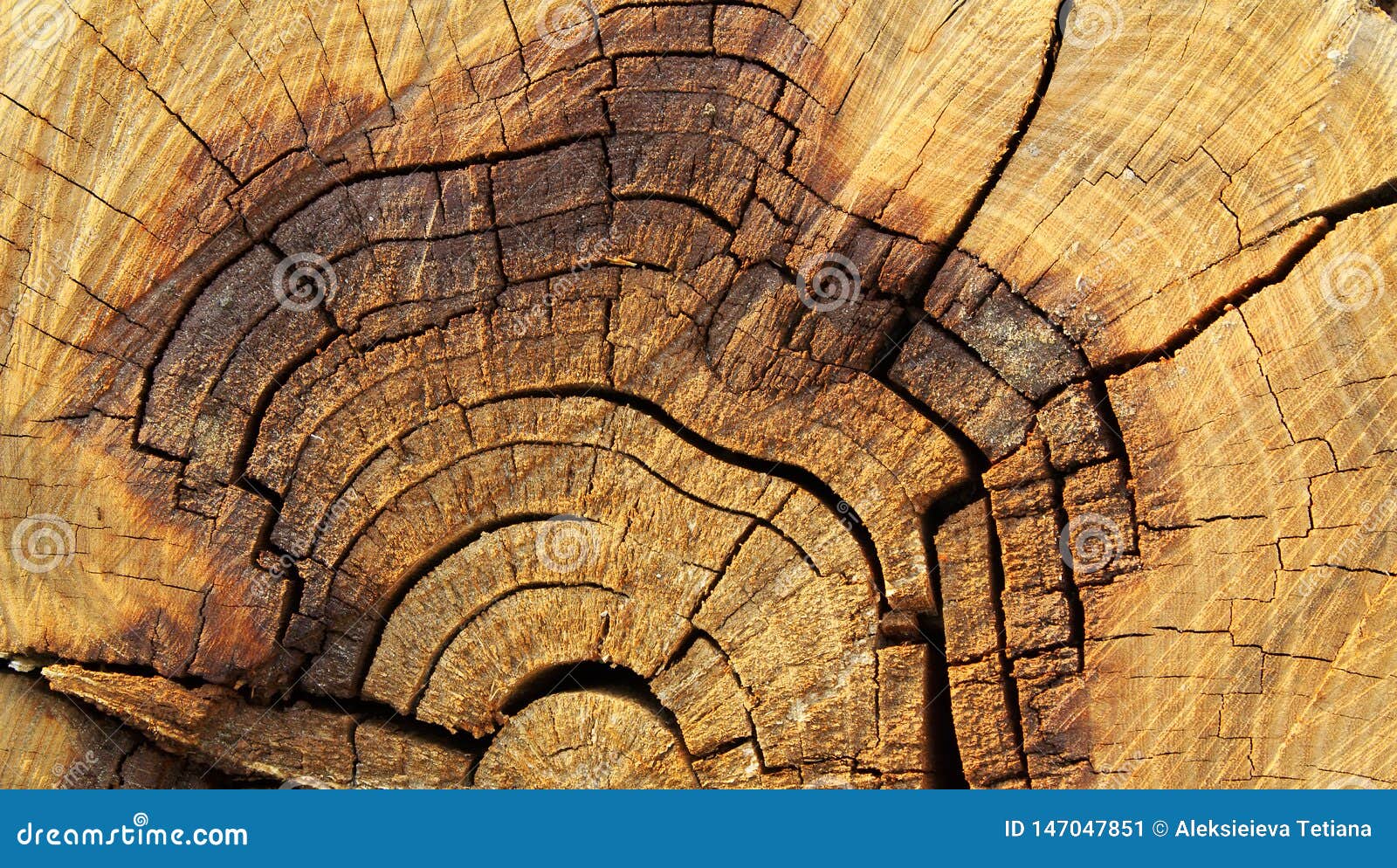 A Cracked Tree Falling in the Forest Stock Image - Image of ecology ...