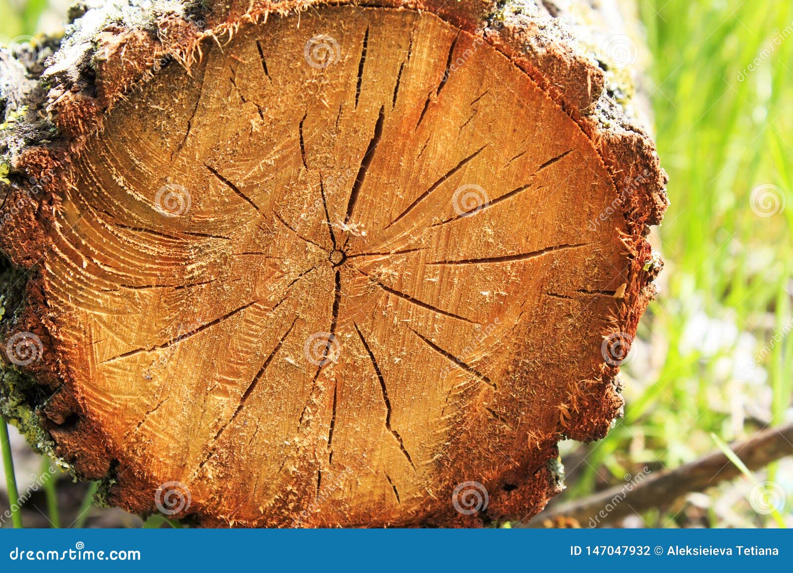 A Cracked Tree Falling in the Forest Stock Photo - Image of detail ...