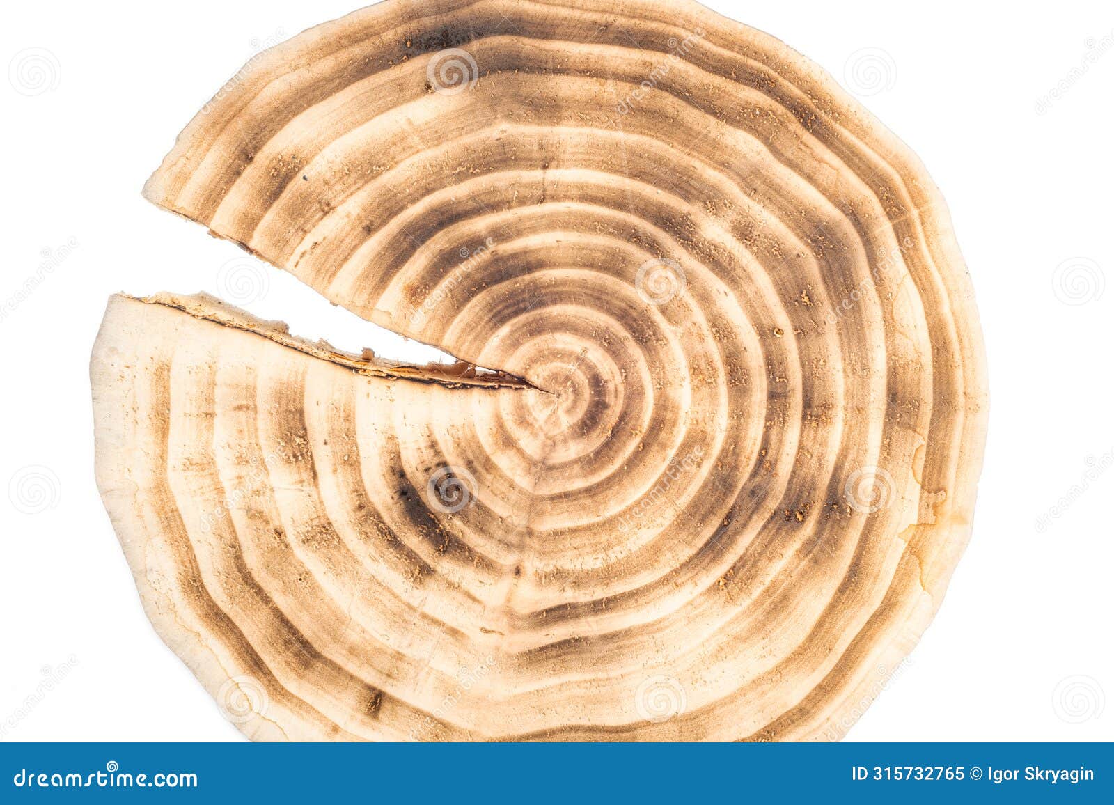Cracked Tree Ring. Close-up on a White Background Stock Image - Image ...