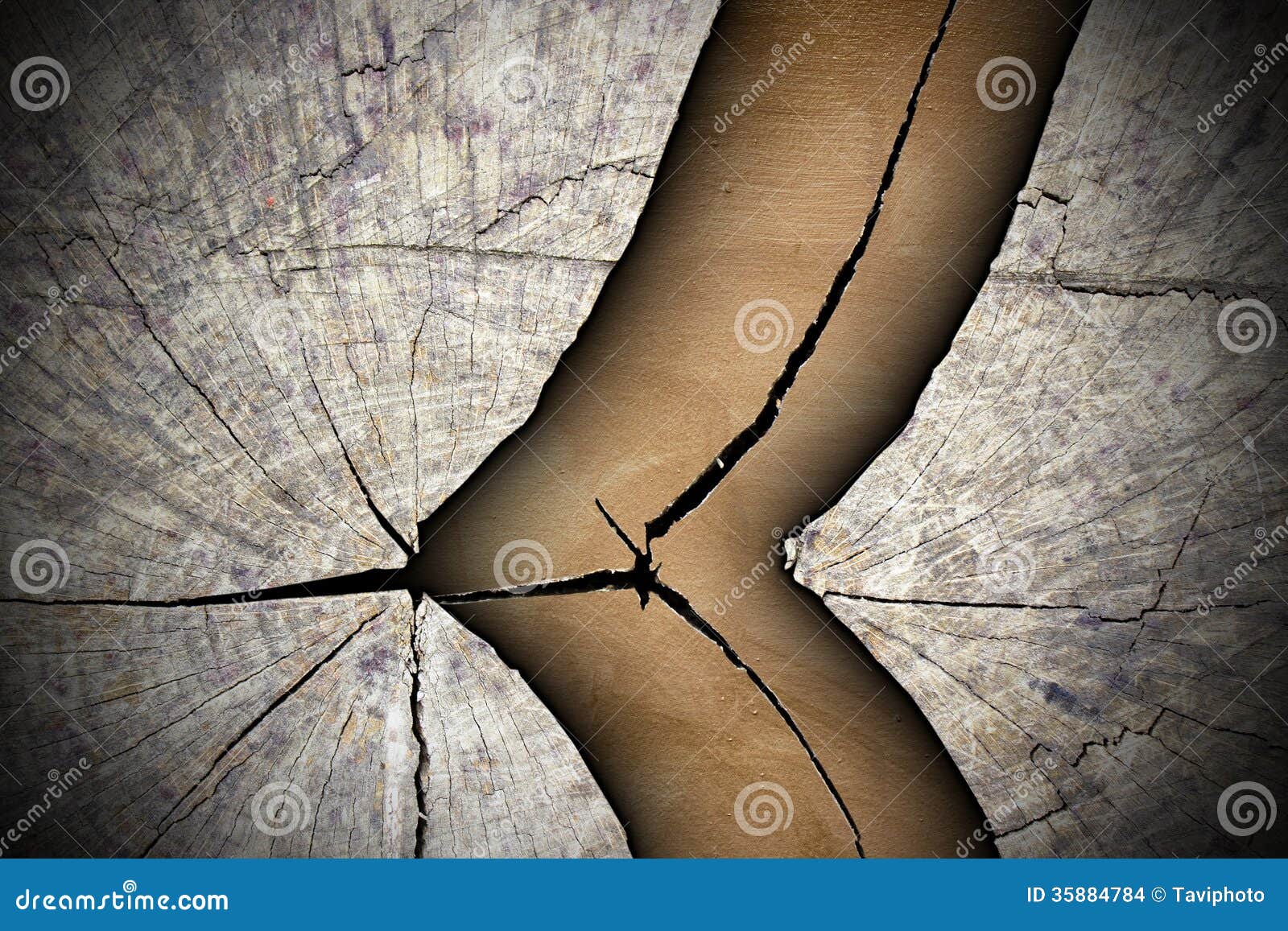 Cracked tree stump stock photo. Image of natural, nature - 35884784