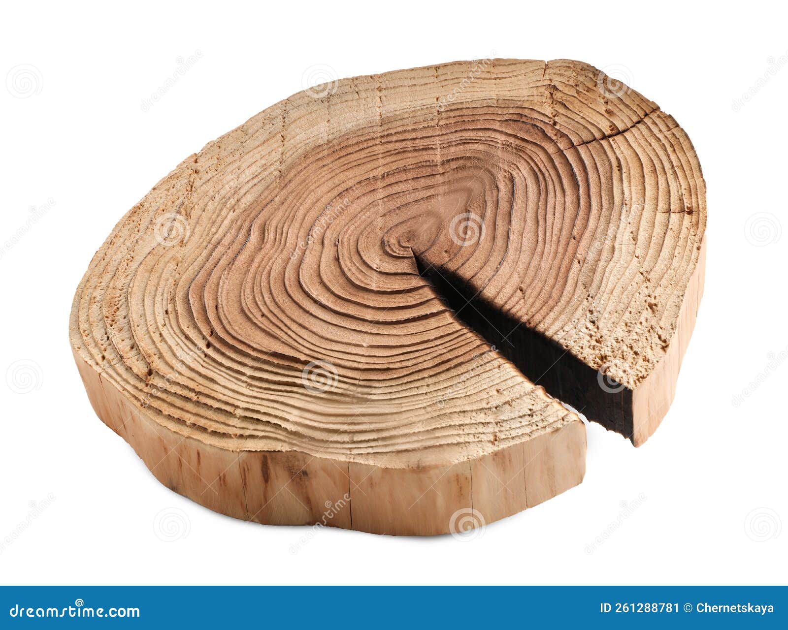 Cracked Tree Stump As Decorative Stand Isolated on White Stock Image ...
