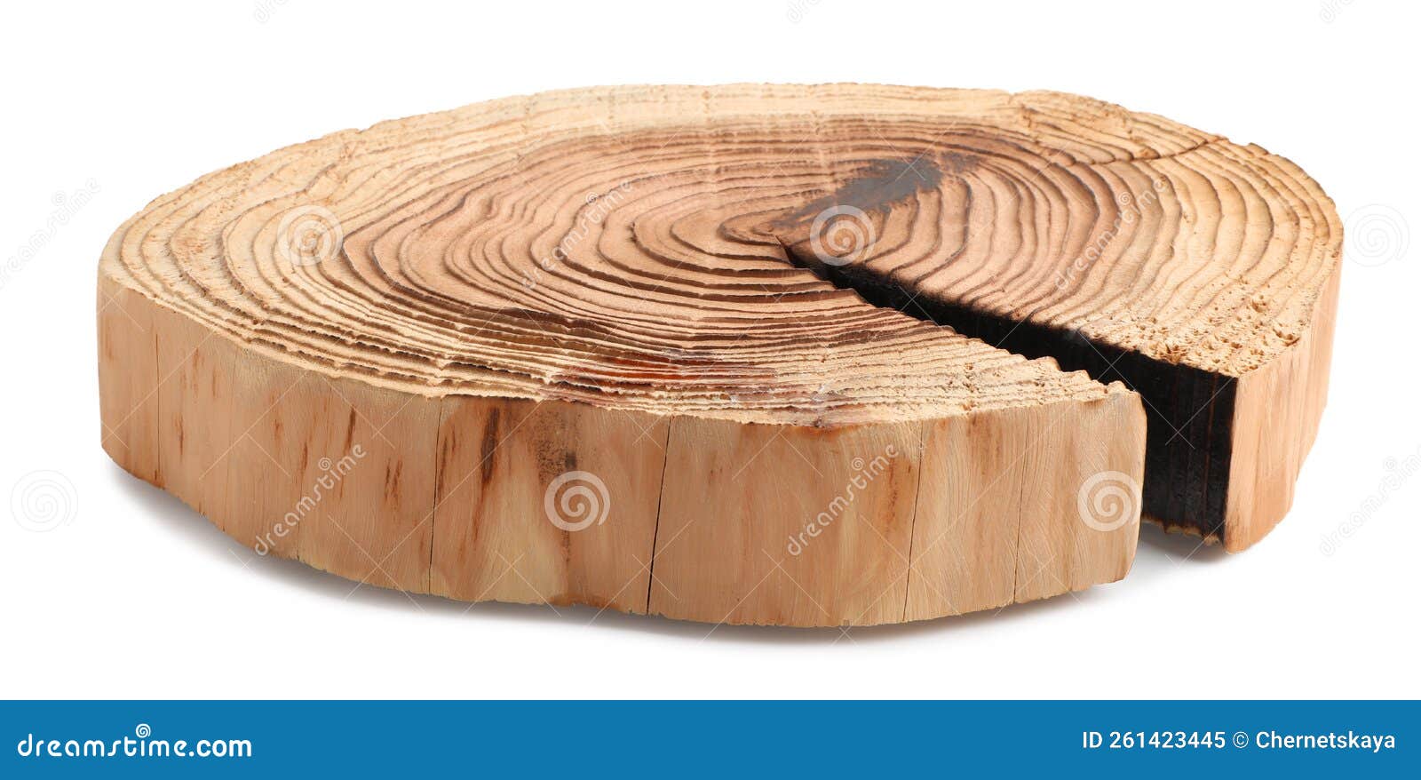 Cracked Tree Stump As Decorative Stand Isolated on White Stock Image ...