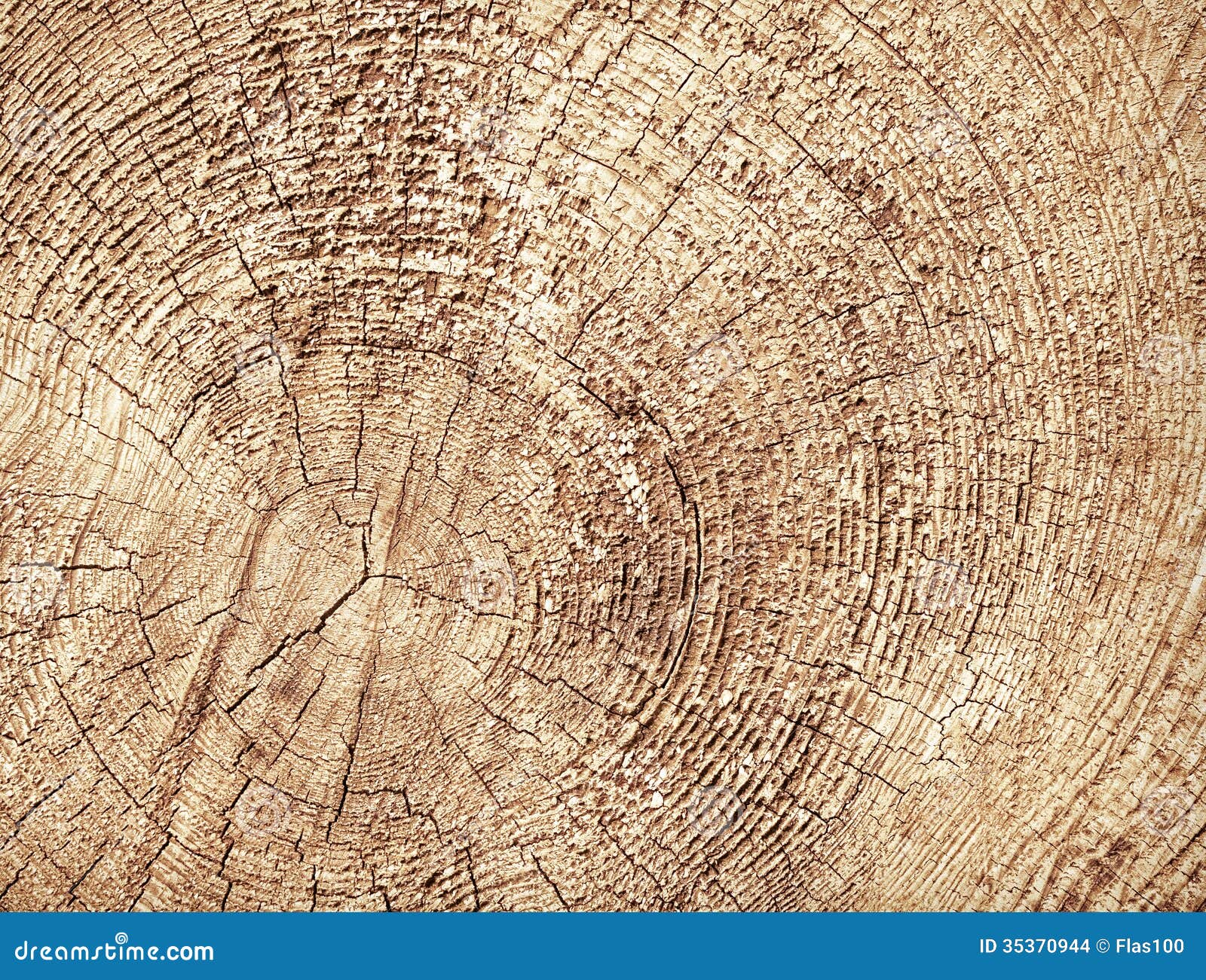 Cracked Oak Tree Stock Photography | CartoonDealer.com #83052458