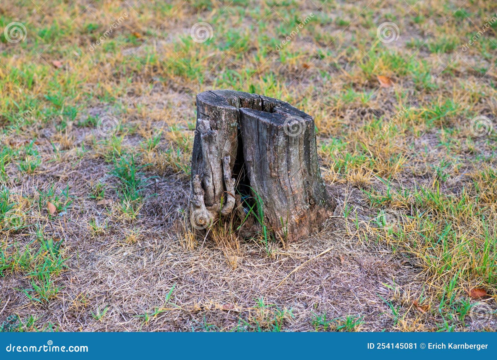 Cracked Tree Stump in a Field Stock Image - Image of ecology, removal ...
