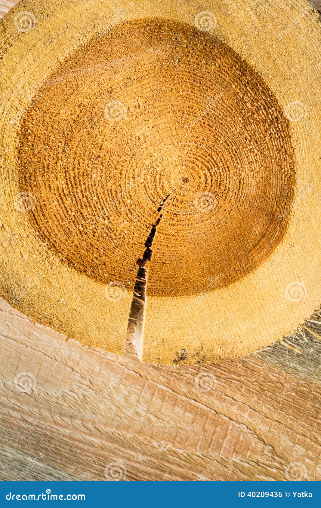 Cracked Tree Stump Wooden Countertop Brown Stock Photo - Image of knots ...