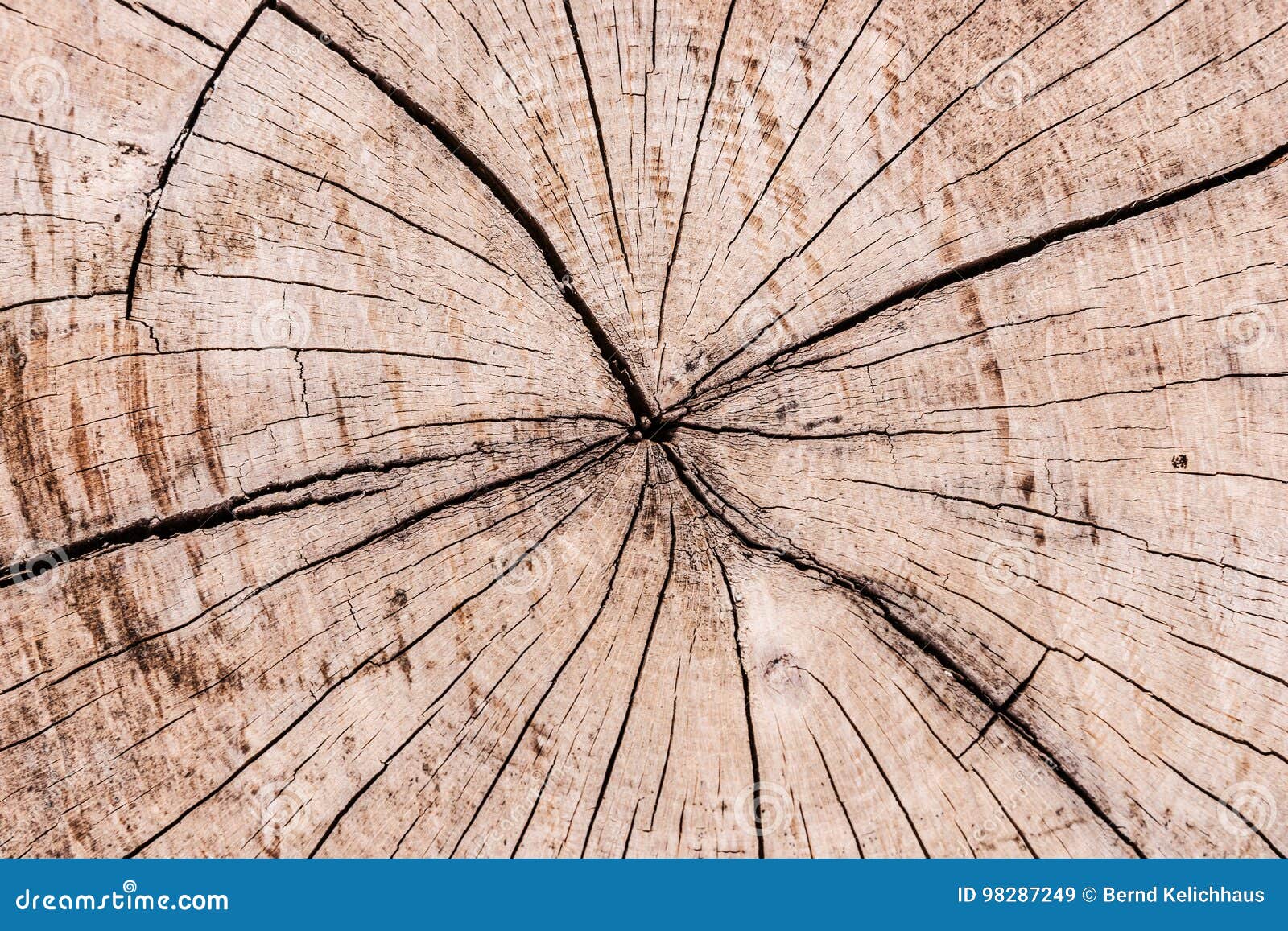 Cracked Tree Wooden Texture Stock Image - Image of tree, ancient: 98287249