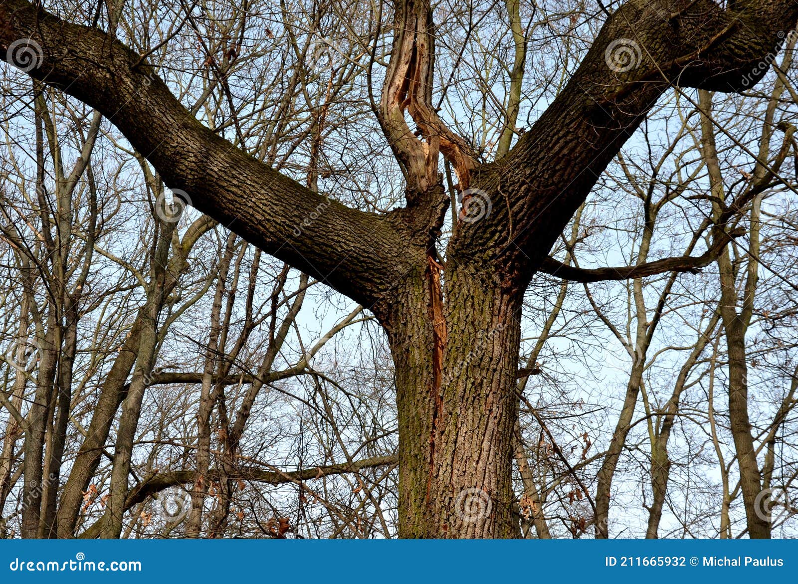 Cracked Trunk Longitudinally. It Can Be A Poorly Cultivated Double ...