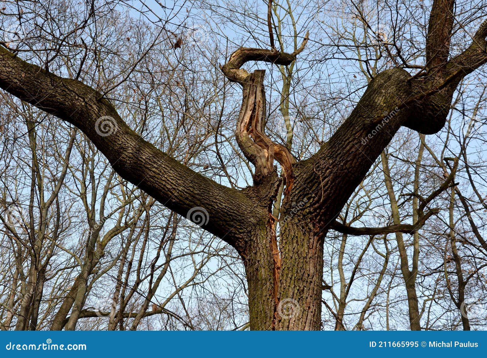 Cracked Trunk Longitudinally. It Can Be A Poorly Cultivated Double ...