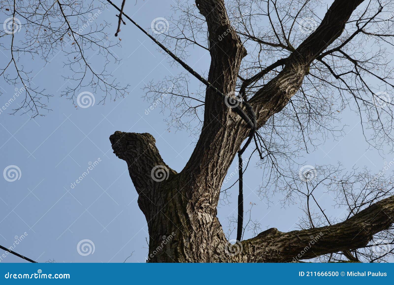 The Longitudinally Cracked Oak Tree Trunk Is Repaired By An Arborist ...