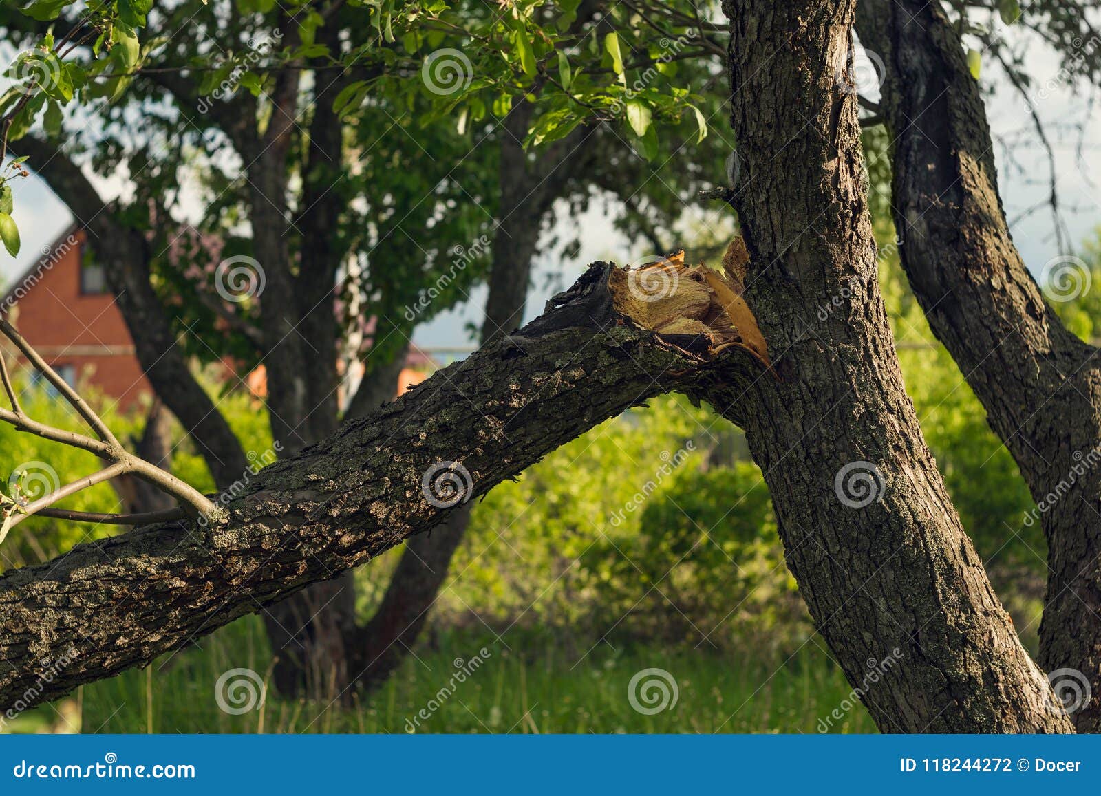 Cracked old tree stock photo. Image of branch, leaves - 118244272