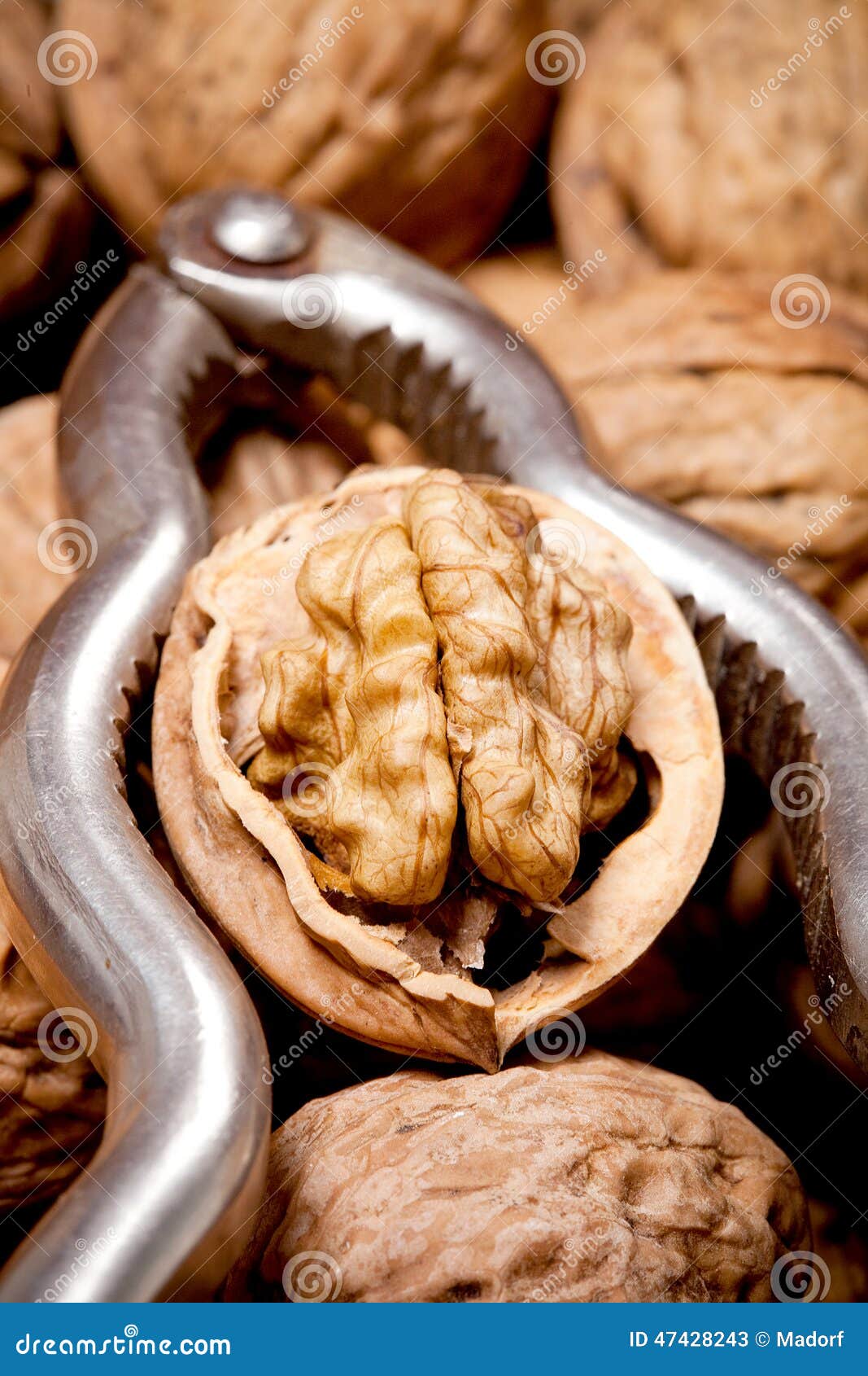 Cracked Walnut Close Up Inside Silver Nutcracker Stock Image - Image of ...