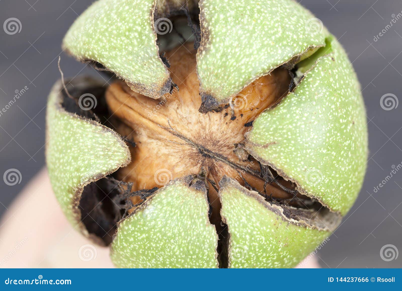 Cracked walnut sheath stock photo. Image of break, handful - 144237666