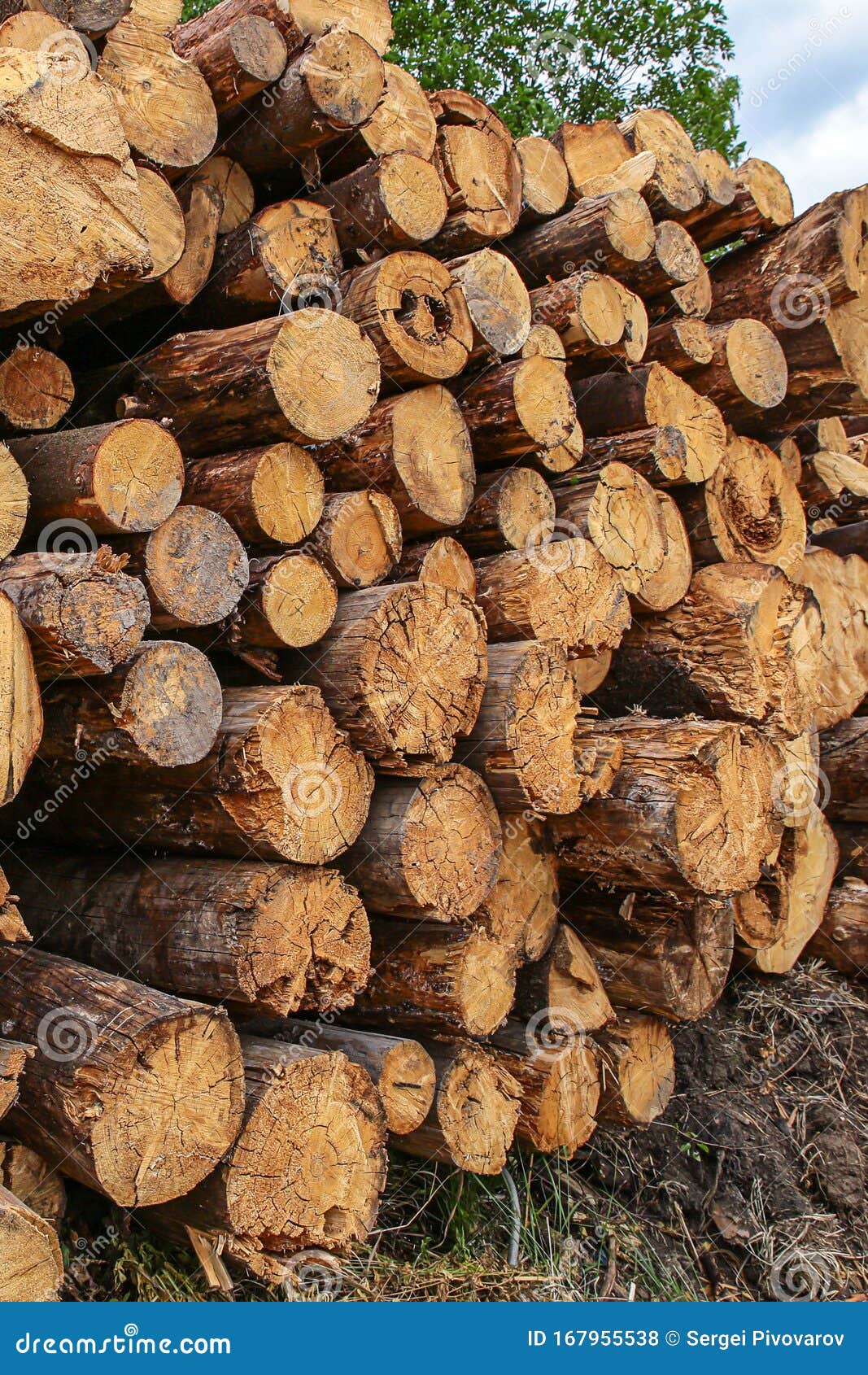 Cracked and Weathered Old Tree, Stem End Pattern, Clearing Rotten Trees ...