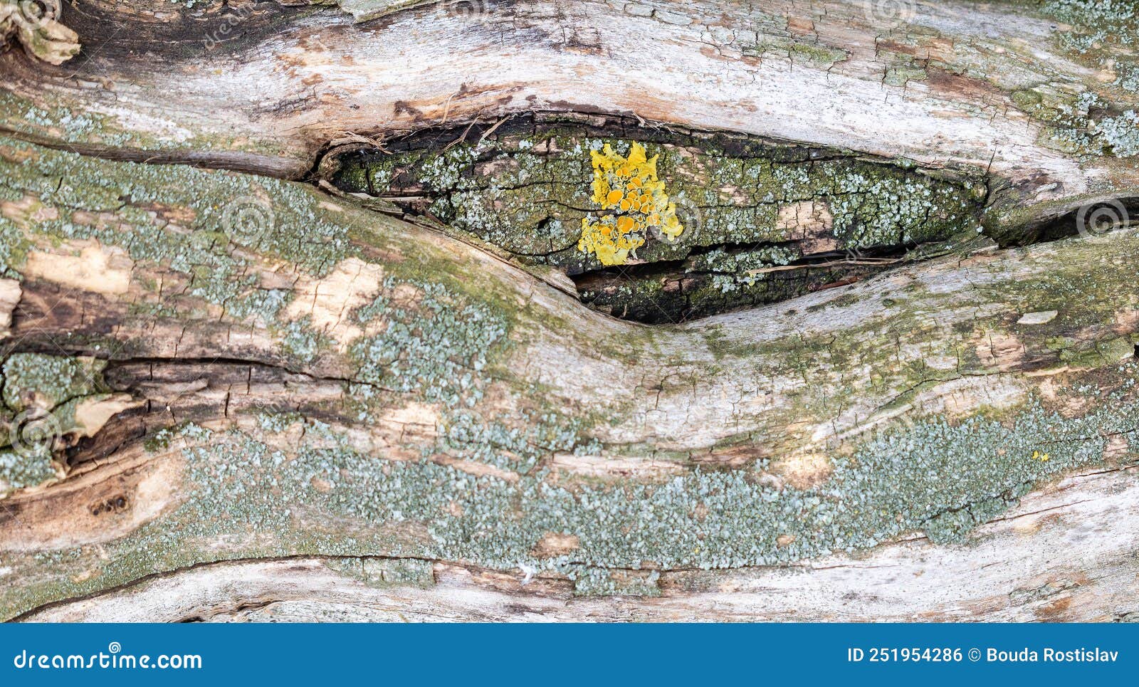 Cracked, Withered Tree Branch with a Horizontal Crack Stock Photo ...