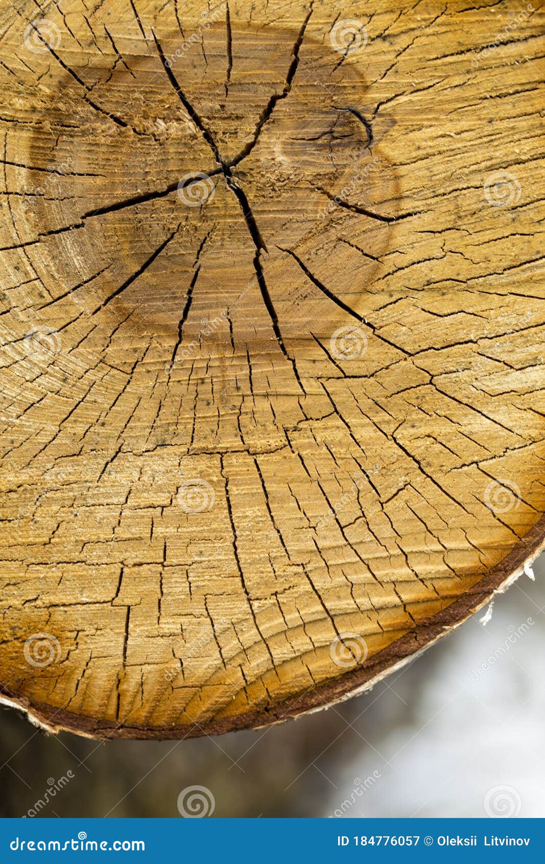 Cracked Wood Texture Close-up Background. Cross Section of the Tree ...