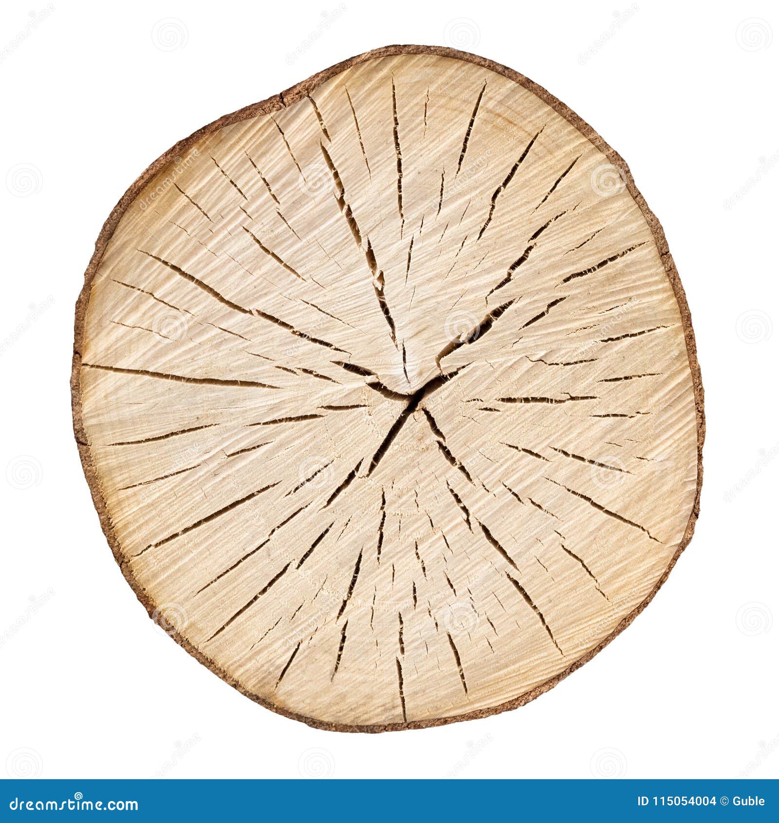 Cracked Wooden Tree Section With Rings And Texture Isolated On White ...