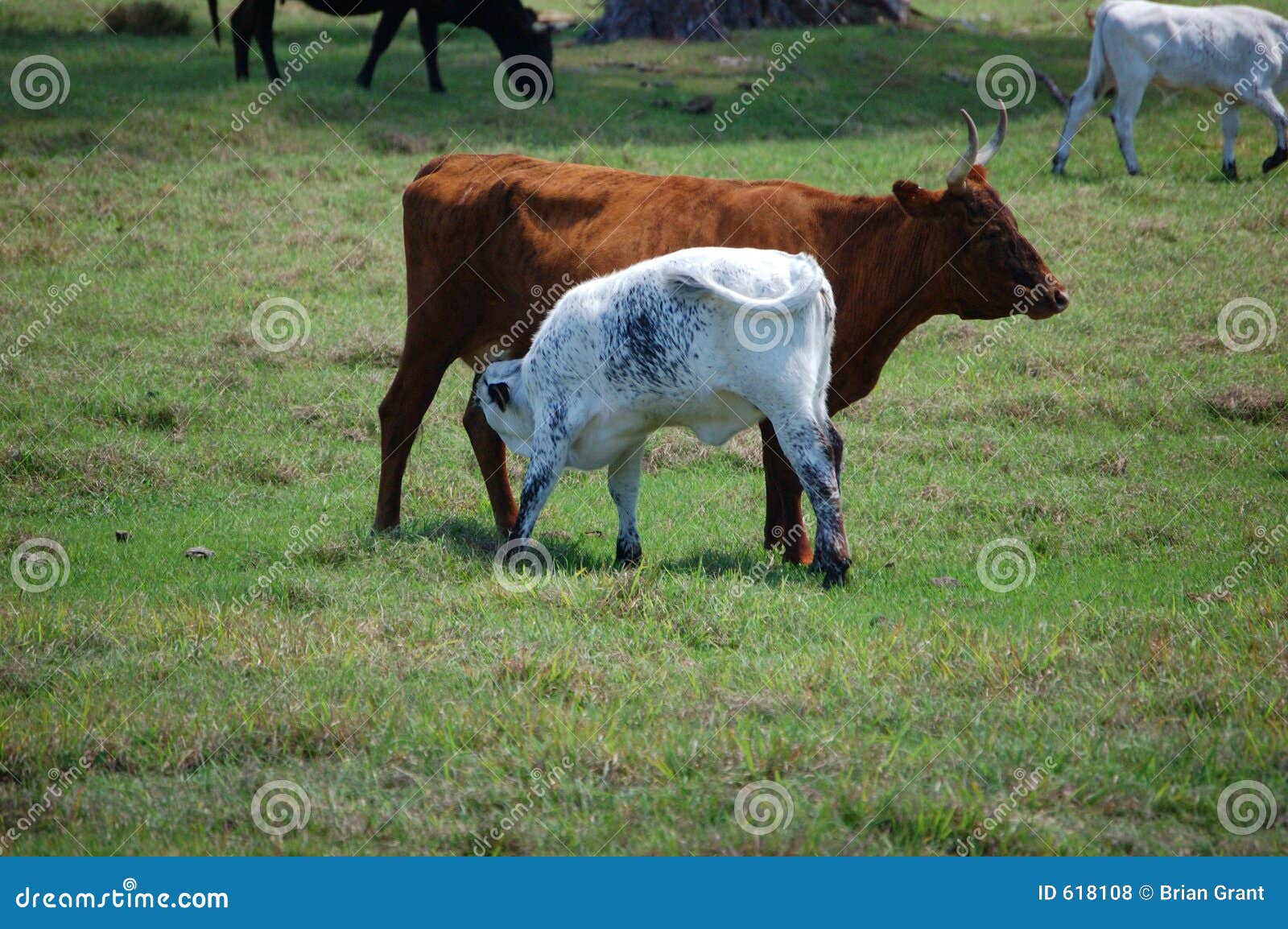 Cracker Cattle stock photo. Image of cracker, nursing, legacy - 618108