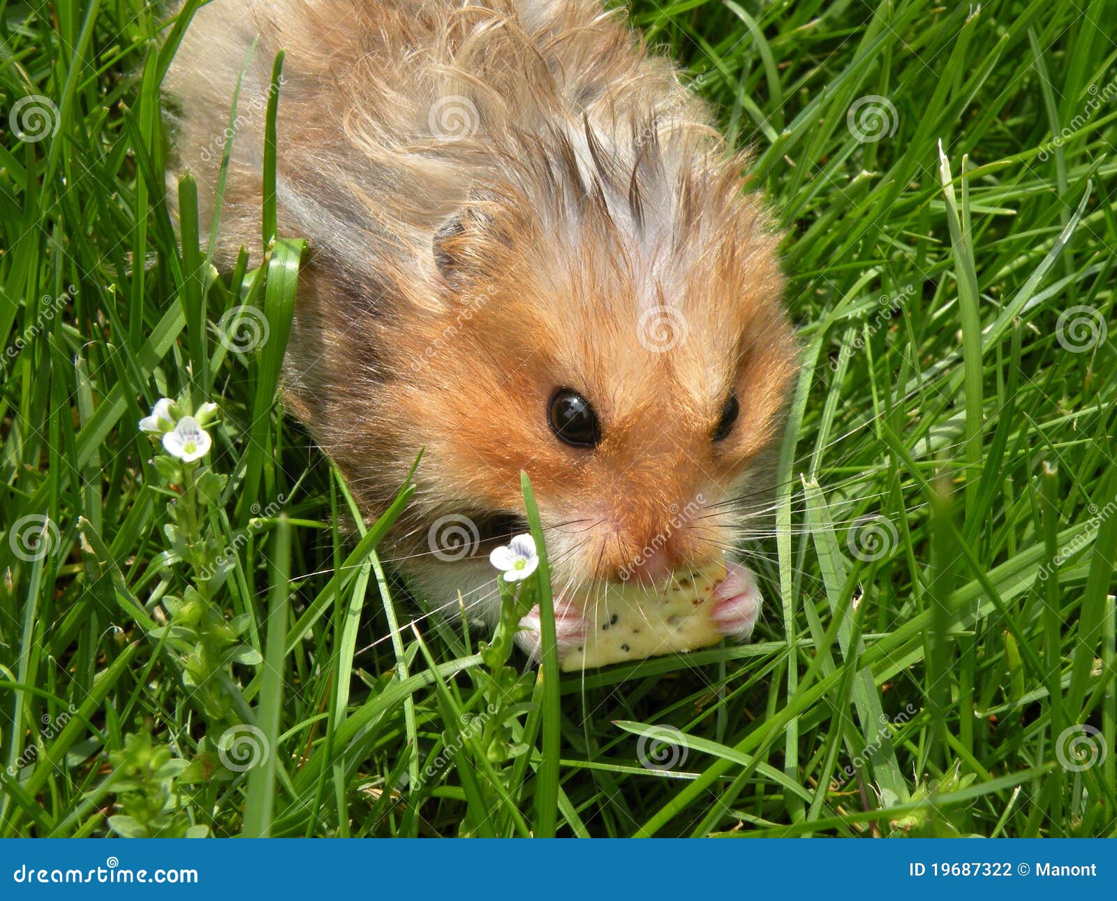 Cracker Eating Rodent in Grass Stock Photo - Image of time, grass: 19687322