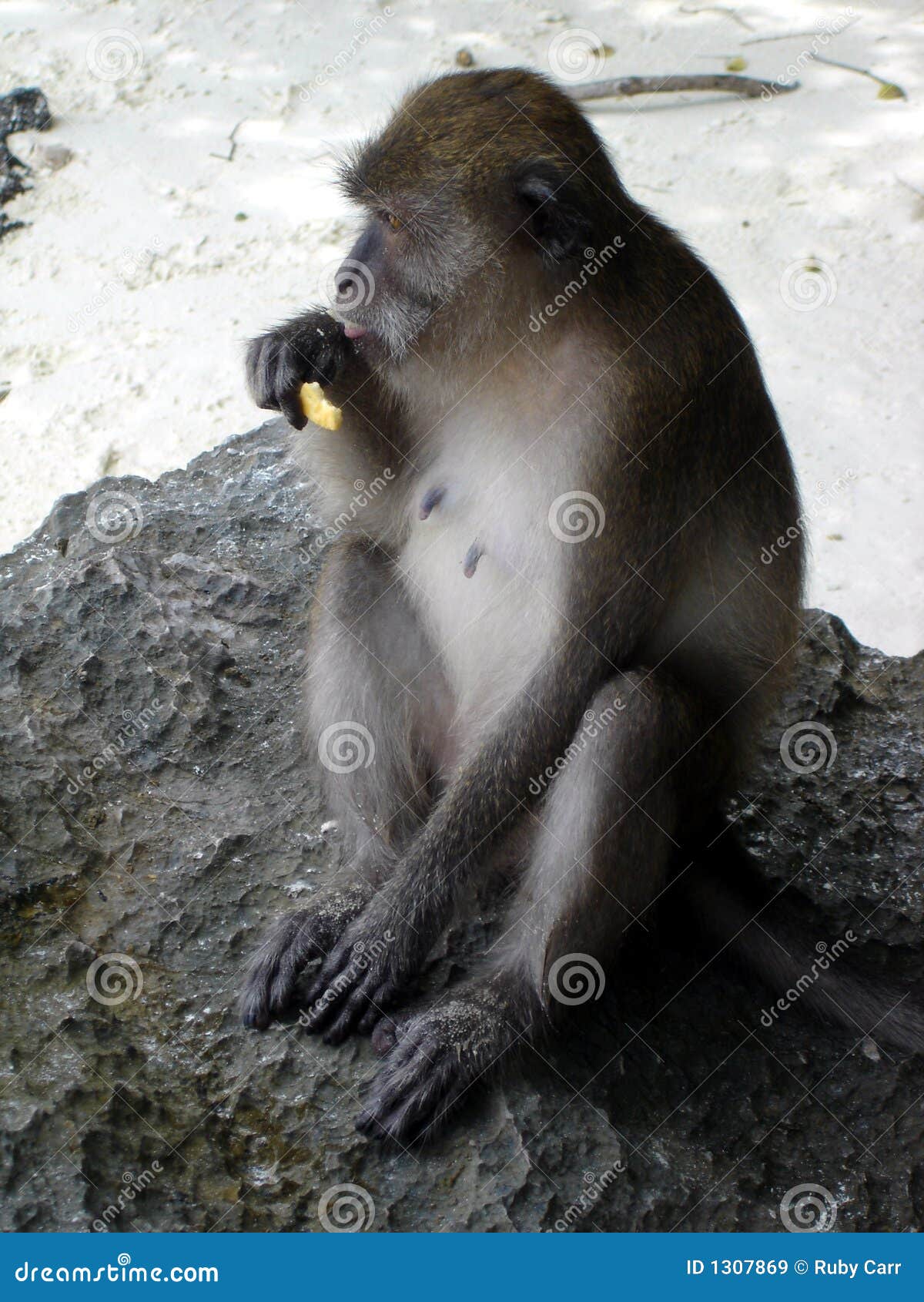 Cracker monkey stock image. Image of eating, thailand - 1307869