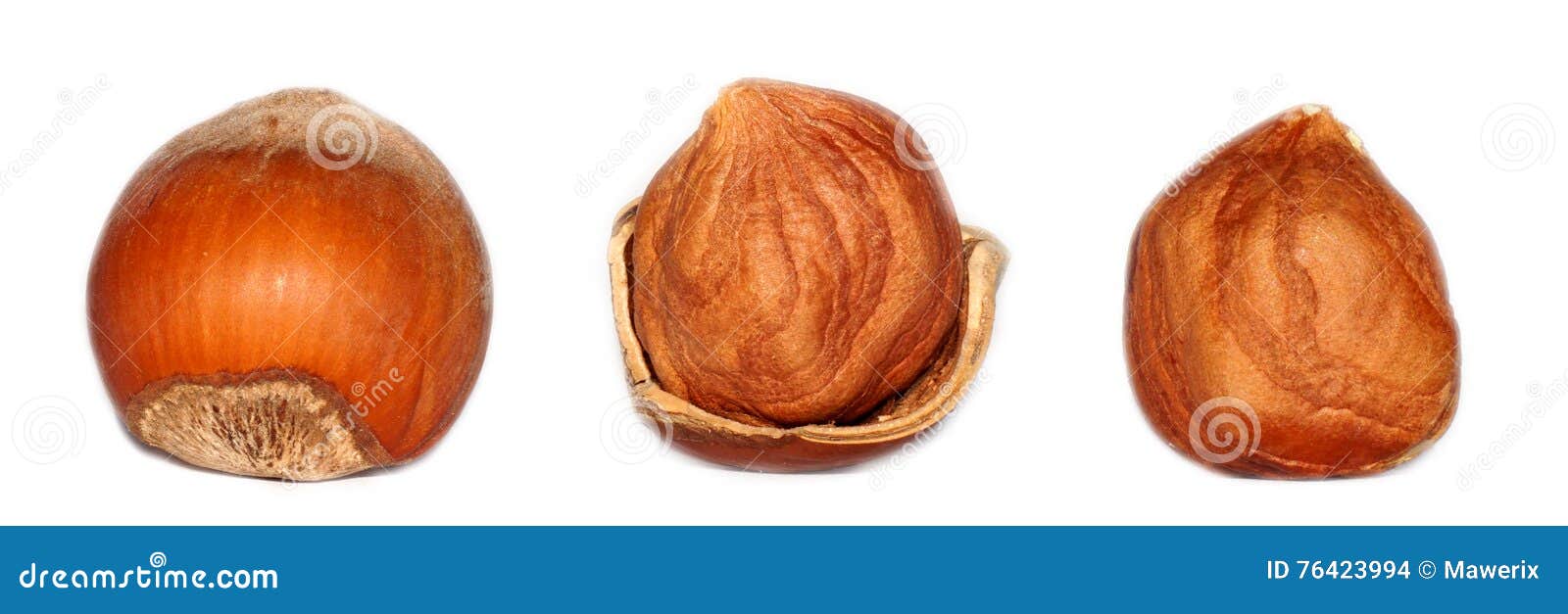 Cracking hazelnut stock photo. Image of shelled, shel - 76423994