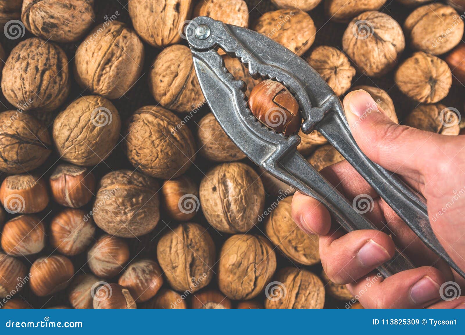 Cracking the Hazelnut Using Nut Cracker Stock Image - Image of hazelnut ...