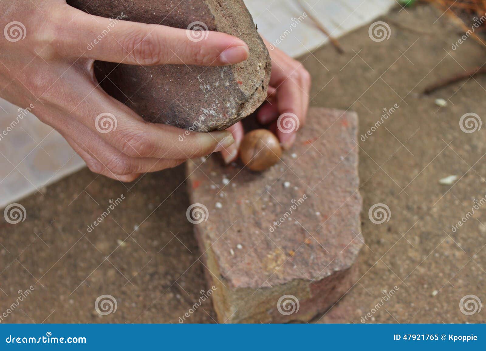 Cracking macadamia nuts stock image. Image of open, macadamia - 47921765