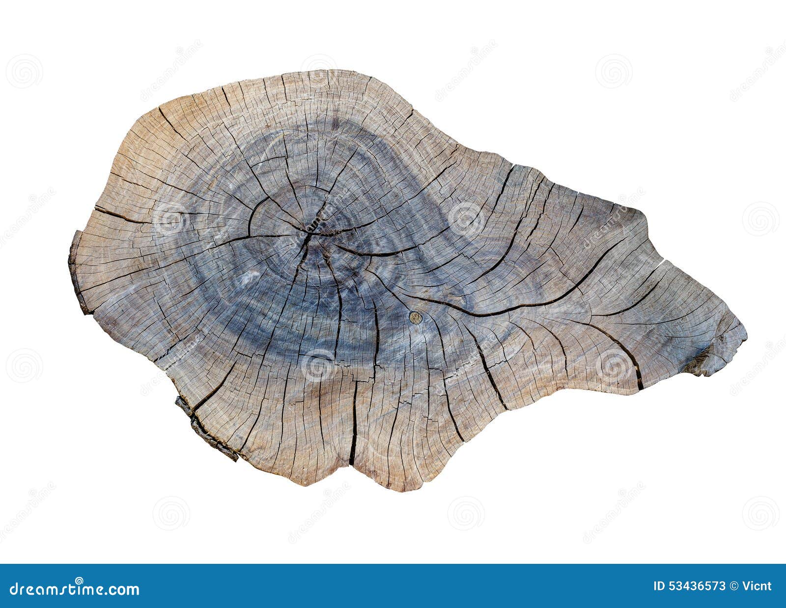 Oak Tree Slice Texture. Irregular Shape Wood Slab With Annual Ri ...