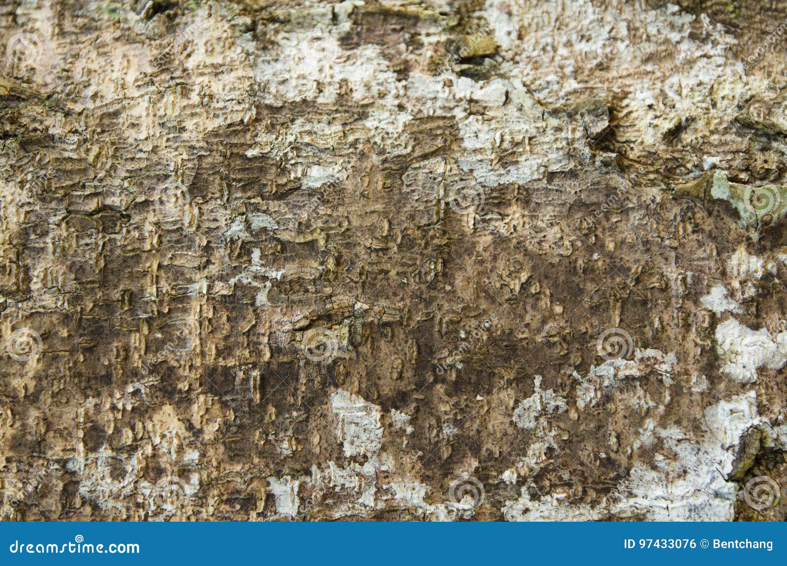 Cracking tree bark stock photo. Image of texture, skin - 97433076