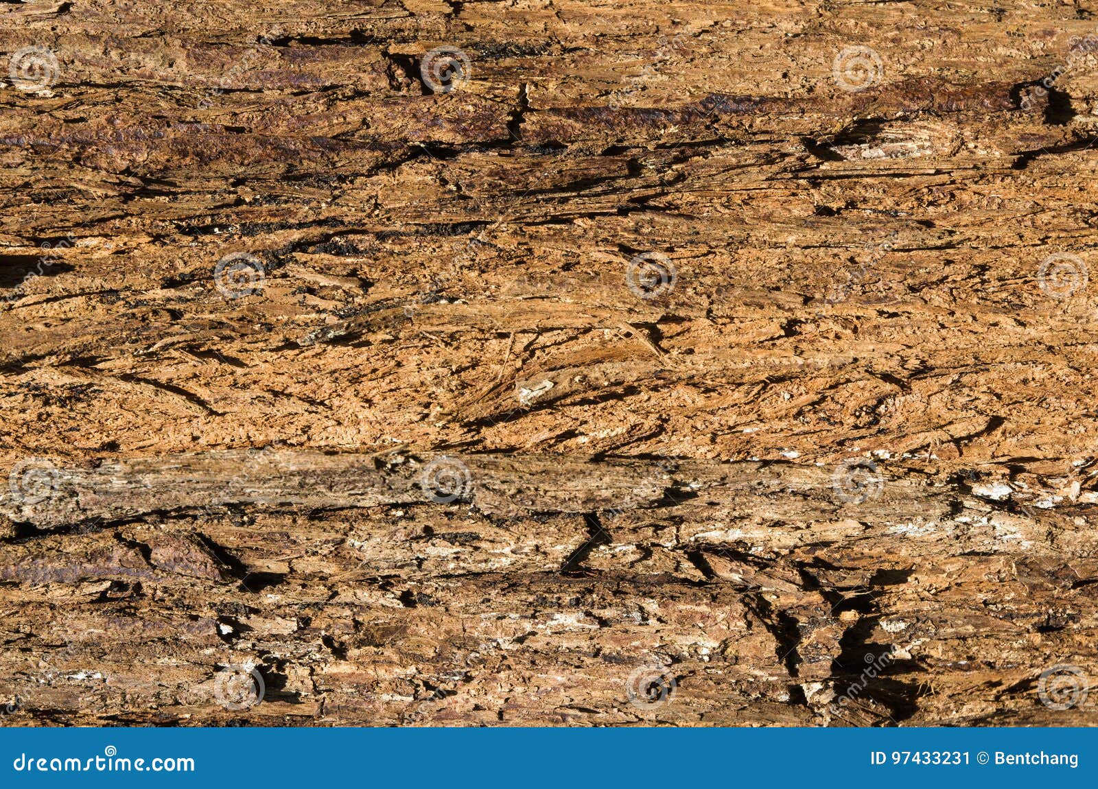 Cracking tree bark stock image. Image of tree, wood, pattern - 97433231