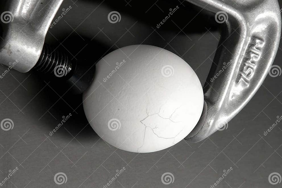 Cracking under pressure stock image. Image of closeup, bird - 608157