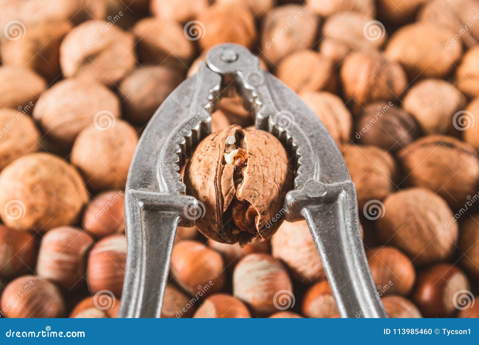 Cracking the walnut stock photo. Image of nutty, natural - 113985460