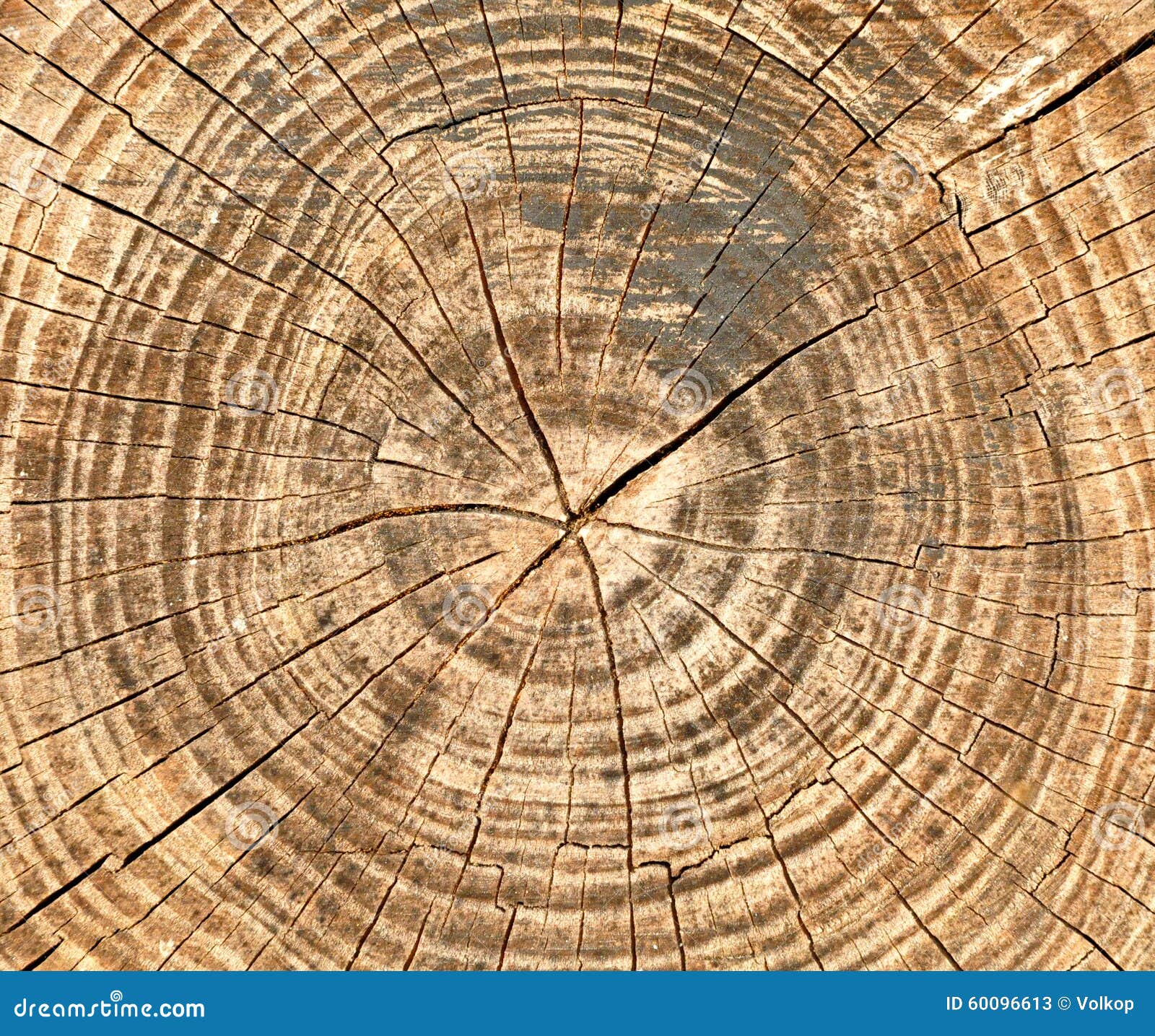 Cracks and Annual Rings on the Saw Cut of Old Tree Background Stock ...