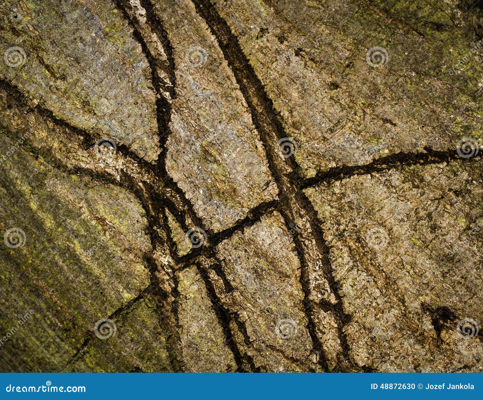 Cracks in the Bark of a Tree Stock Photo - Image of material, brown ...