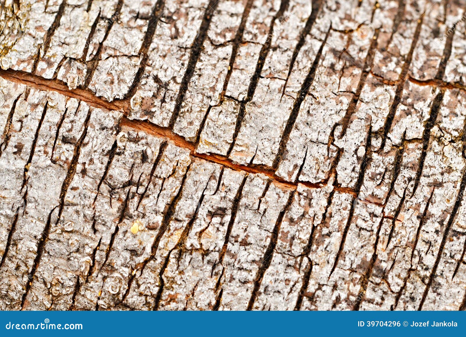 Cracks in bark of tree stock photo. Image of textured - 39704296